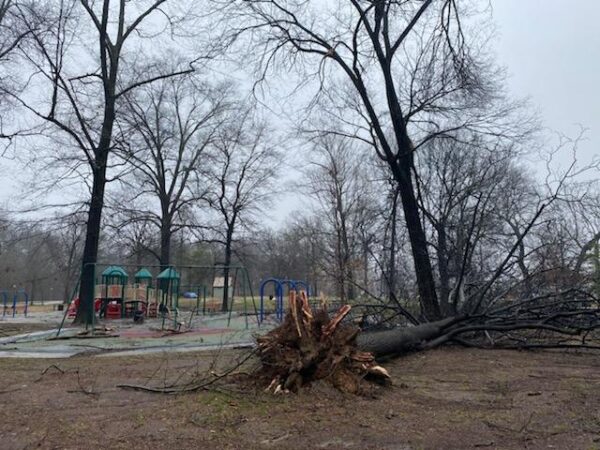 Overton Park suffers significant storm damage | Overton Park Conservancy
