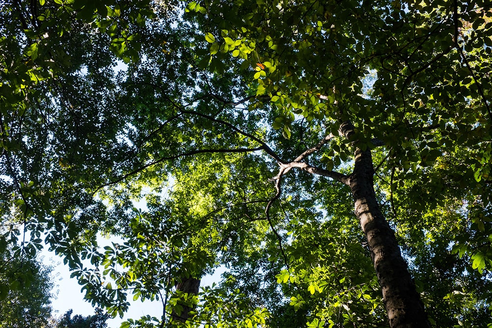Old Forest State Natural Area | Overton Park Conservancy