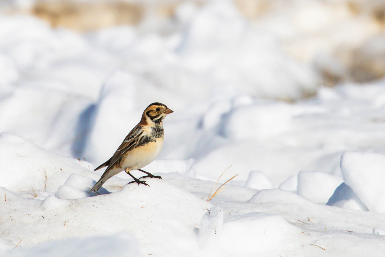 NatureZen: Snowed Out | Overton Park Conservancy